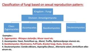 Intoduction to fungi | PPTX
