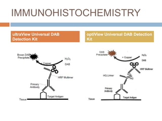 Intoduction to IHC using Benchmark XT.pptx