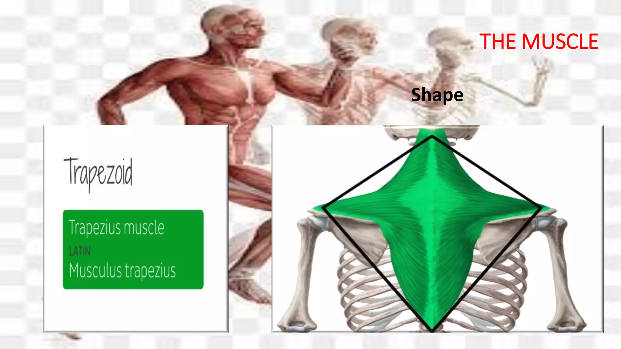 Intoduction to Kinetic Anatomy.pdf | Bodybuilding | Sports