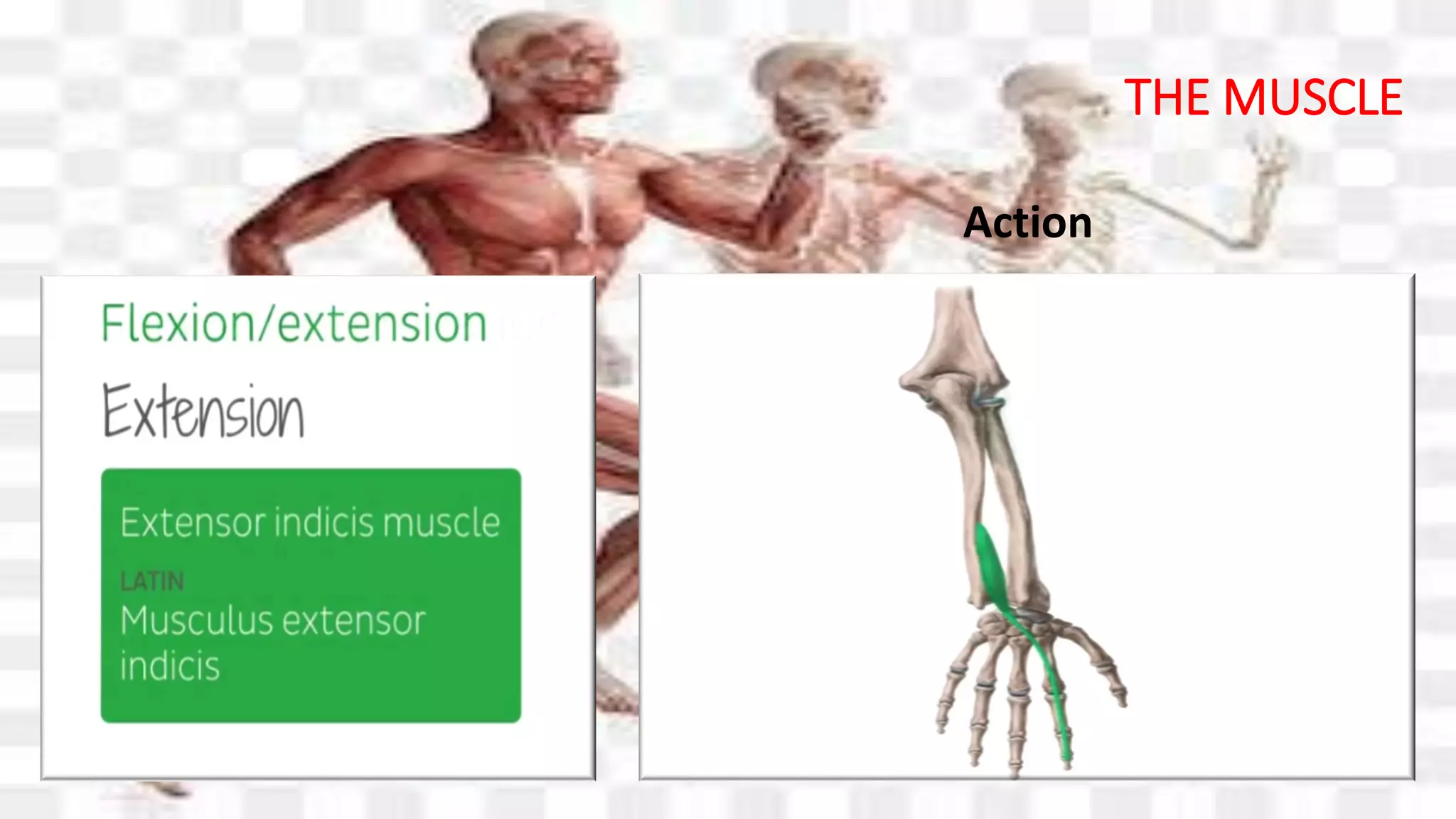Intoduction to Kinetic Anatomy.pdf