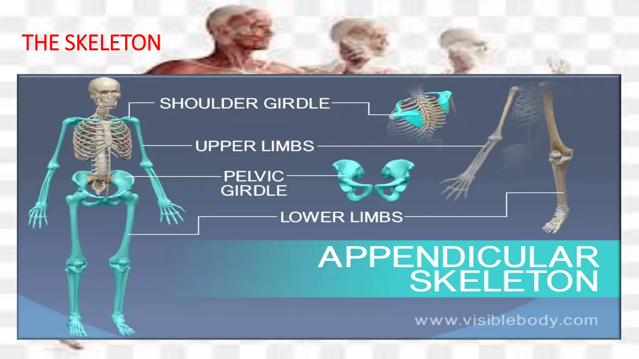 Intoduction to Kinetic Anatomy.pdf | Bodybuilding | Sports