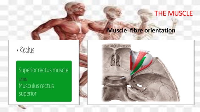 Intoduction to Kinetic Anatomy.pdf | Bodybuilding | Sports