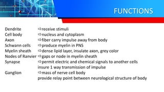 Intoduction to nervous system | PPT
