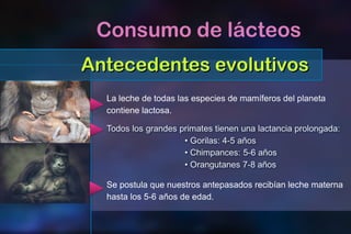 Mitos y Realidades de la Intolerancia a la lactosa | PPT