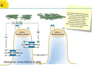 Intolleranza lattosio e contraccezione | PPT