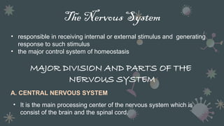 into my nerves (nervous system) module 3.pptx