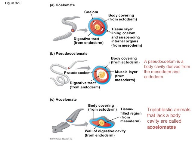 Intoranimal lecture 8