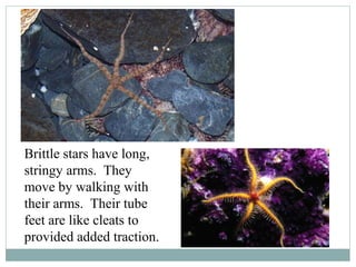 Intro to Echinoderms Notes | PPT