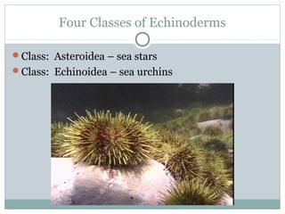 Intro to Echinoderms Notes | PPT