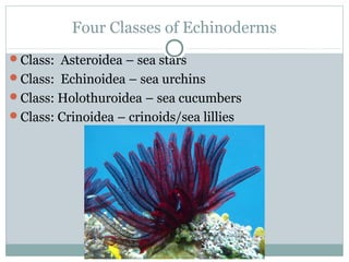 Intro to Echinoderms Notes | PPT