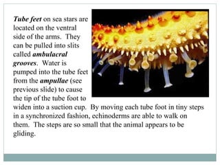 Intro to Echinoderms Notes | PPT