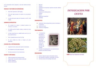 Intoxicacion por cicuta triptico | DOCX