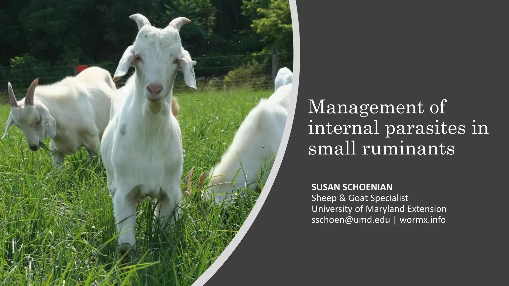 Management of Internal Parasites in Small Ruminants | PPTX