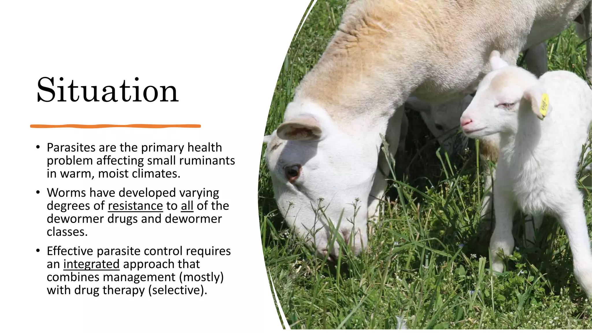 Management of Internal Parasites in Small Ruminants | PPTX