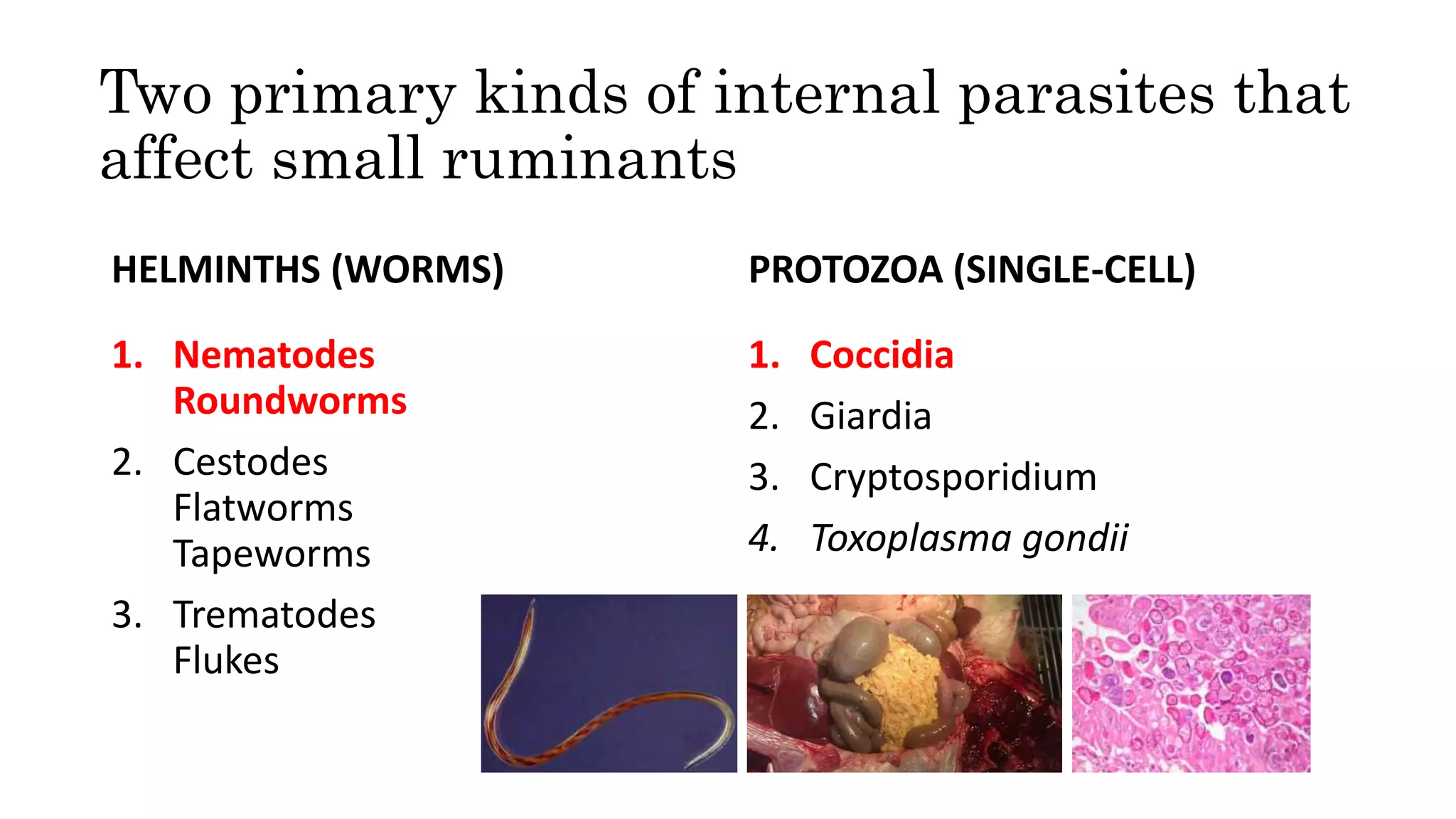 Management of Internal Parasites in Small Ruminants | PPTX