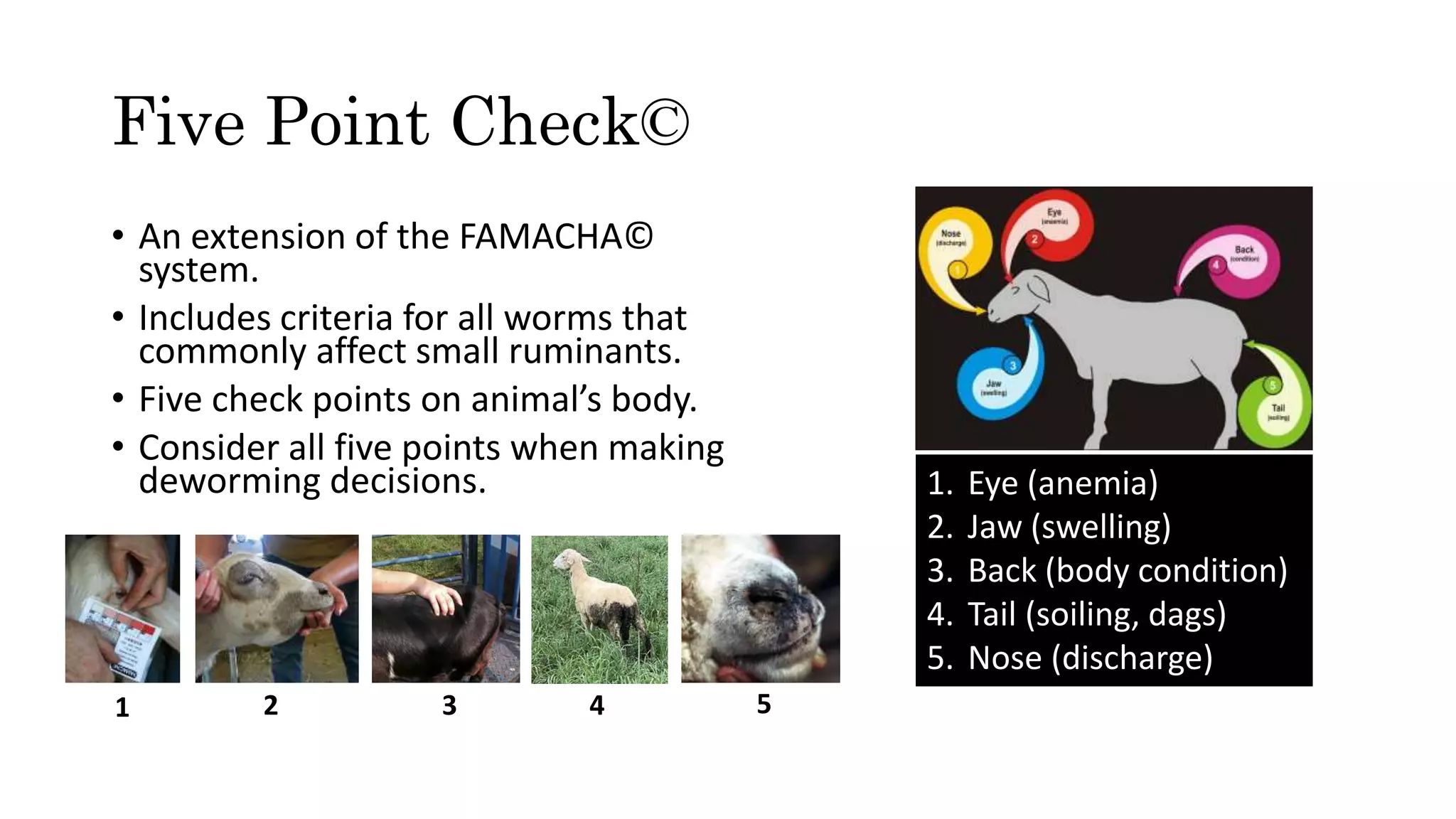 Management of Internal Parasites in Small Ruminants | PPTX