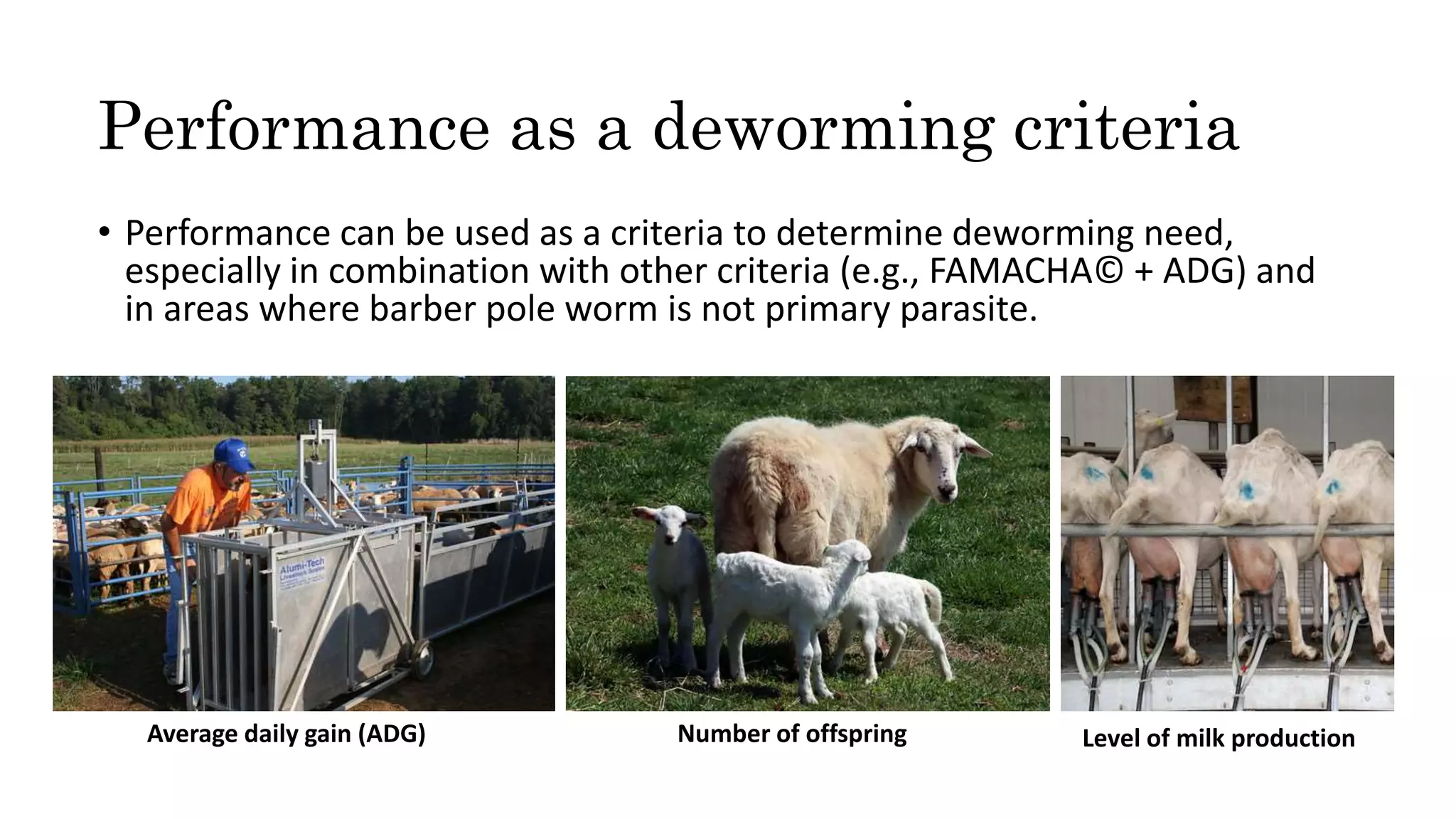 Management of Internal Parasites in Small Ruminants | PPTX