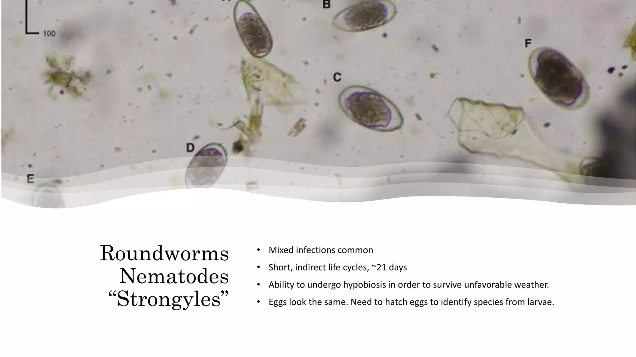 Management of Internal Parasites in Small Ruminants | PPTX
