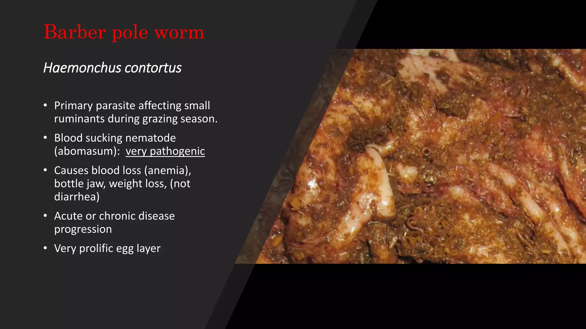 Management of Internal Parasites in Small Ruminants | PPTX