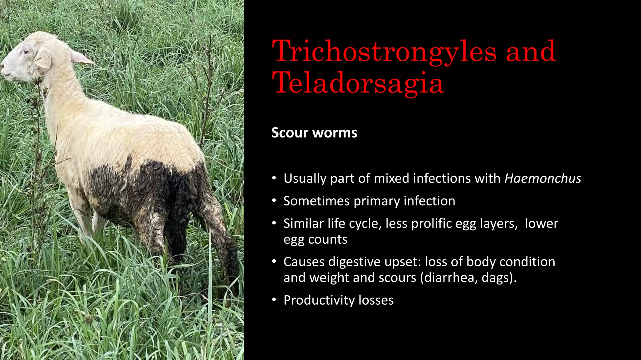 Management of Internal Parasites in Small Ruminants | PPTX