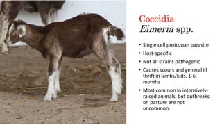Management of Internal Parasites in Small Ruminants | PPTX