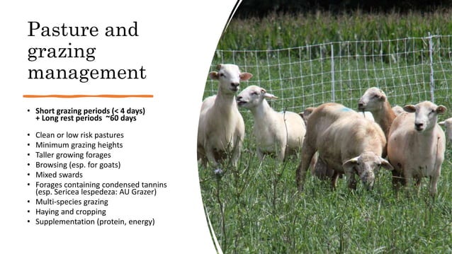 Management of Internal Parasites in Small Ruminants | PPTX | Infectious ...