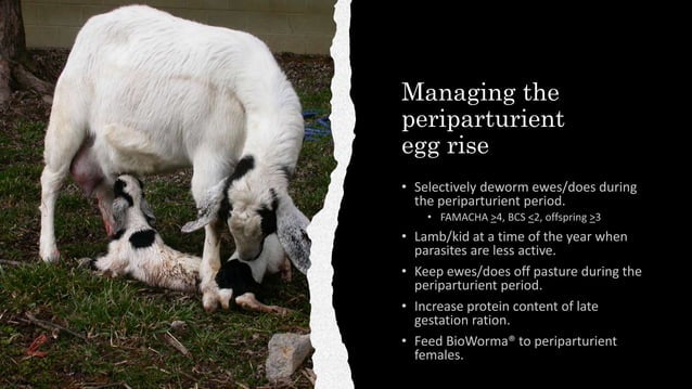 Management of Internal Parasites in Small Ruminants | PPTX | Infectious ...