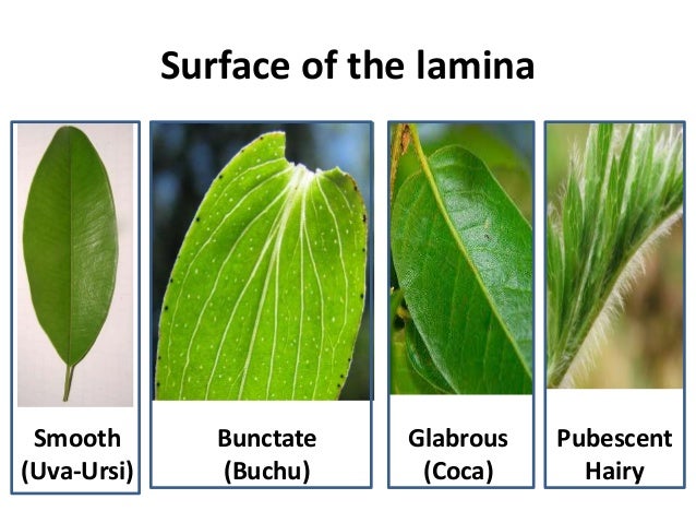 Introduction leaf