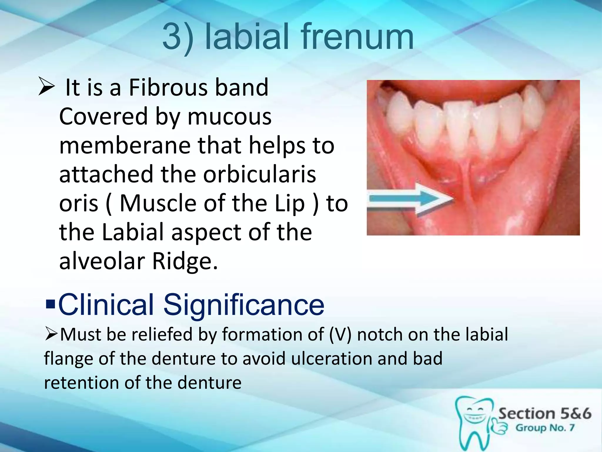 Intra oral mandibular landmarks | PPTX
