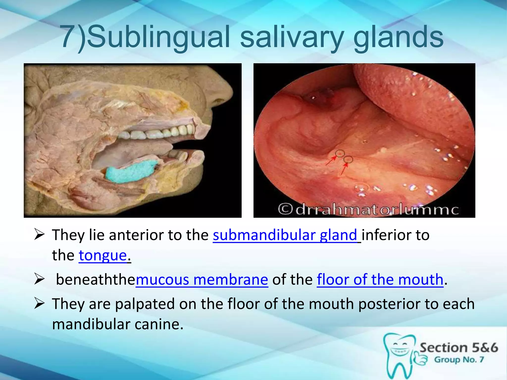 Intra oral mandibular landmarks | PPTX