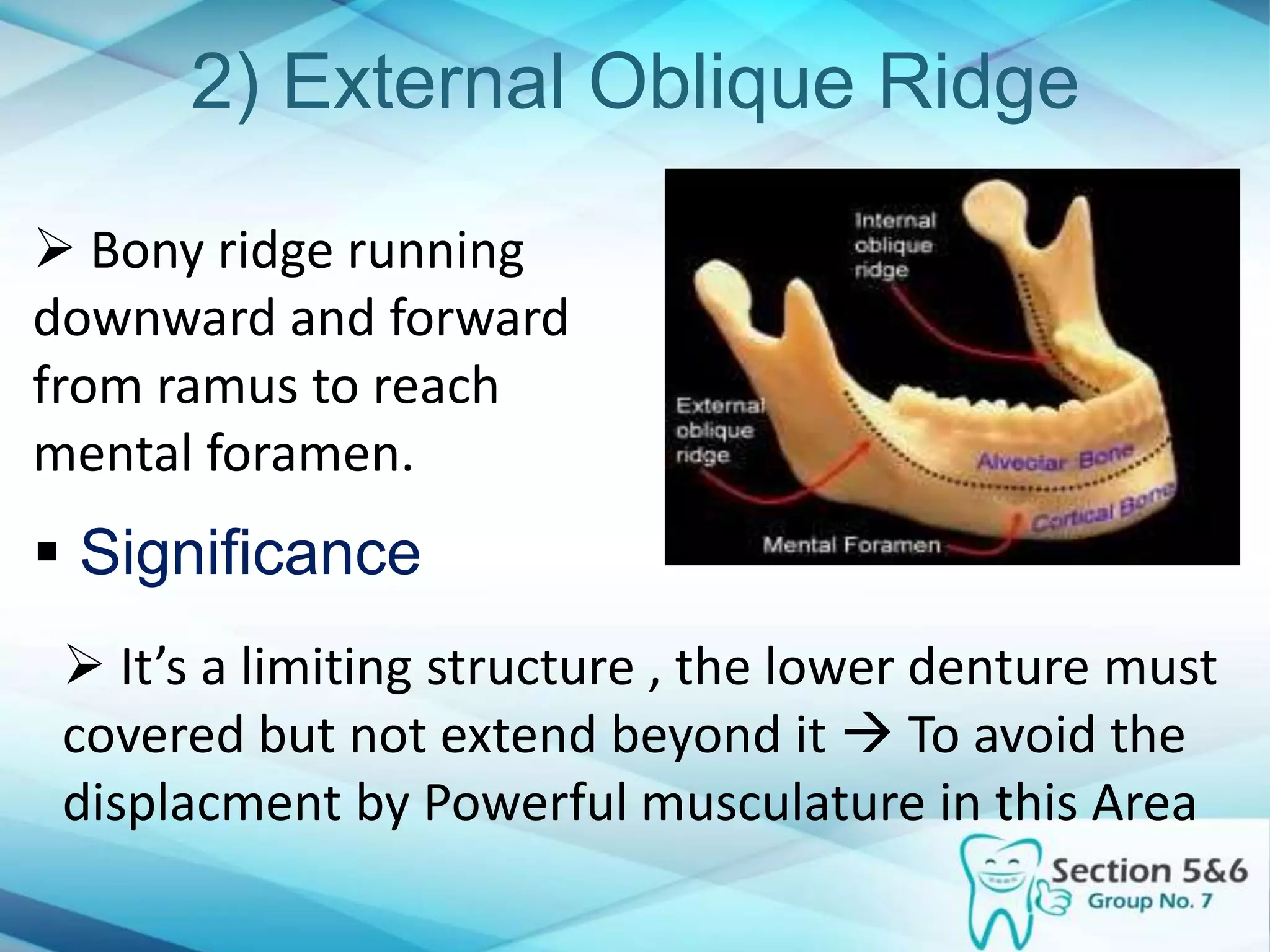 Internal And External Oblique Ridge