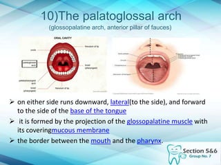 Intra oral mandibular landmarks | PPTX