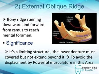 External Oblique Ridge