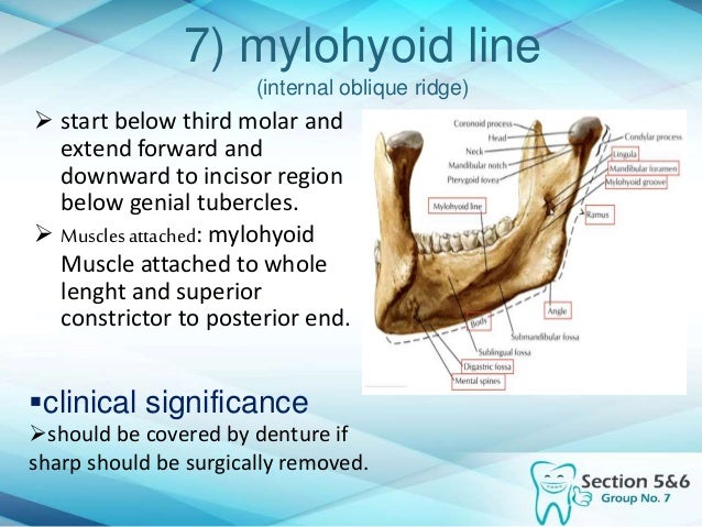 Intra oral mandibular landmarks