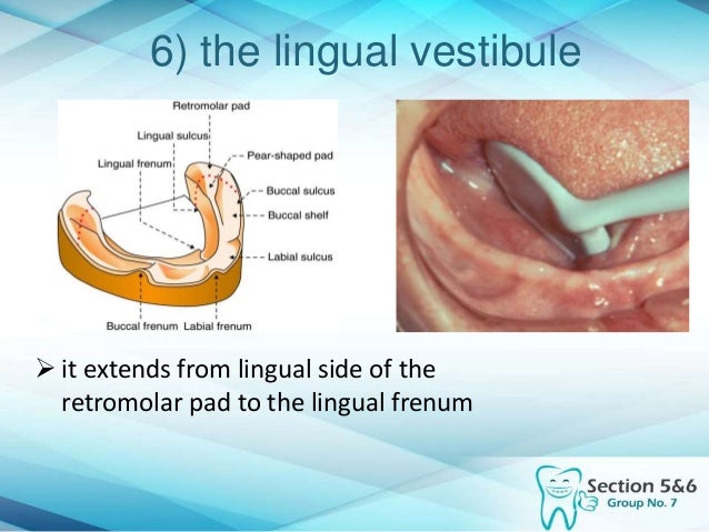Intra oral mandibular landmarks