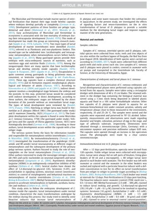 Intracapsular embryogenesis and larval development of c ramosus and ...