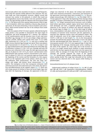 Intracapsular embryogenesis and larval development of c ramosus and ...
