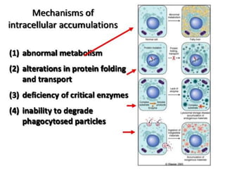 Intracell accumulation final | PPTX
