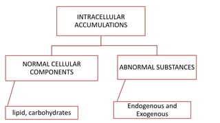 INTRACELLULAR ACCUMULATIONS A SHORT REVIEW | PPTX