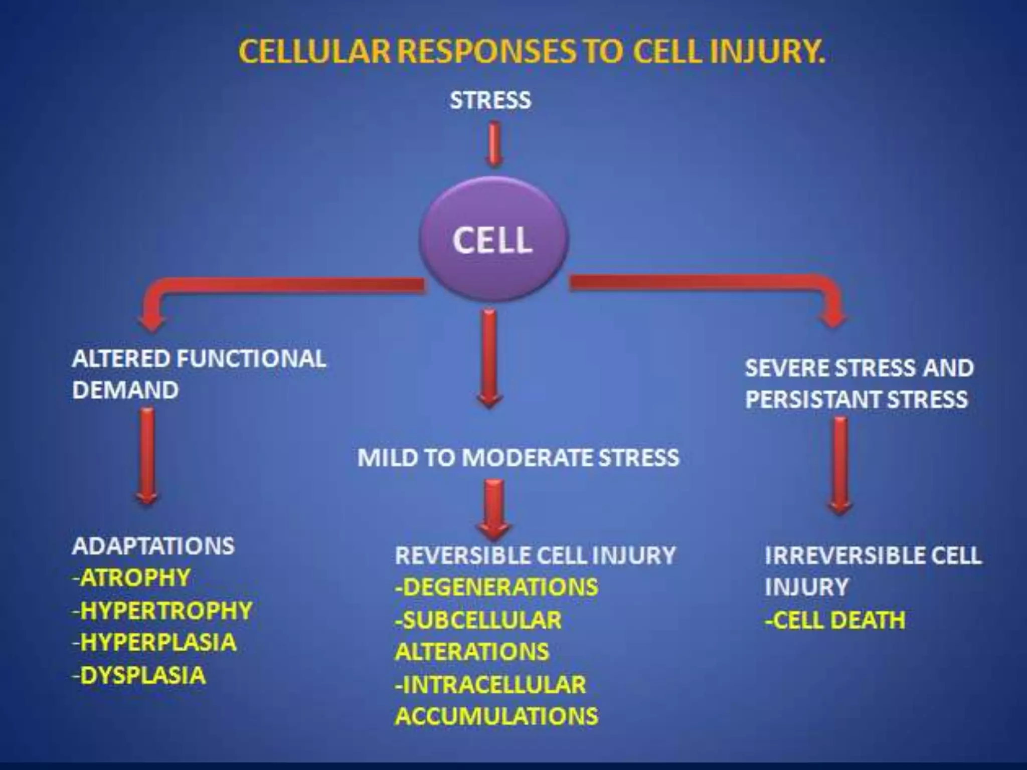 Intracellular accumulations | PPTX