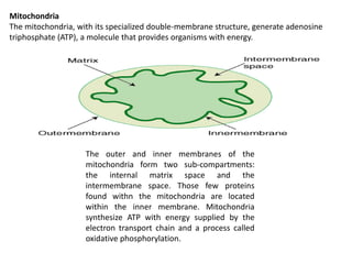 Intracellular Compartments / Intracellular fluid | PPT