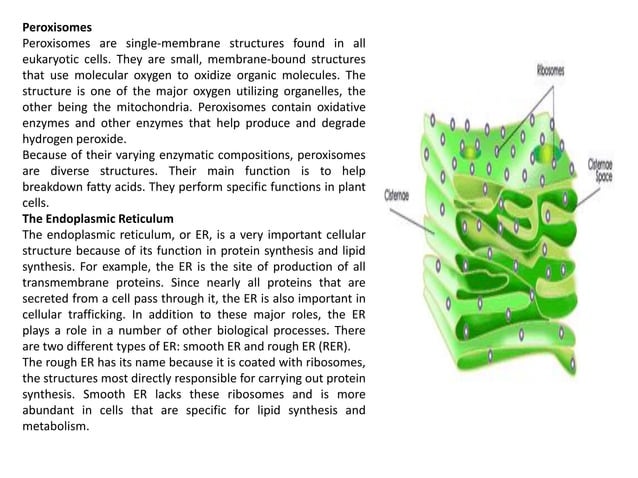 Intracellular Compartments / Intracellular fluid