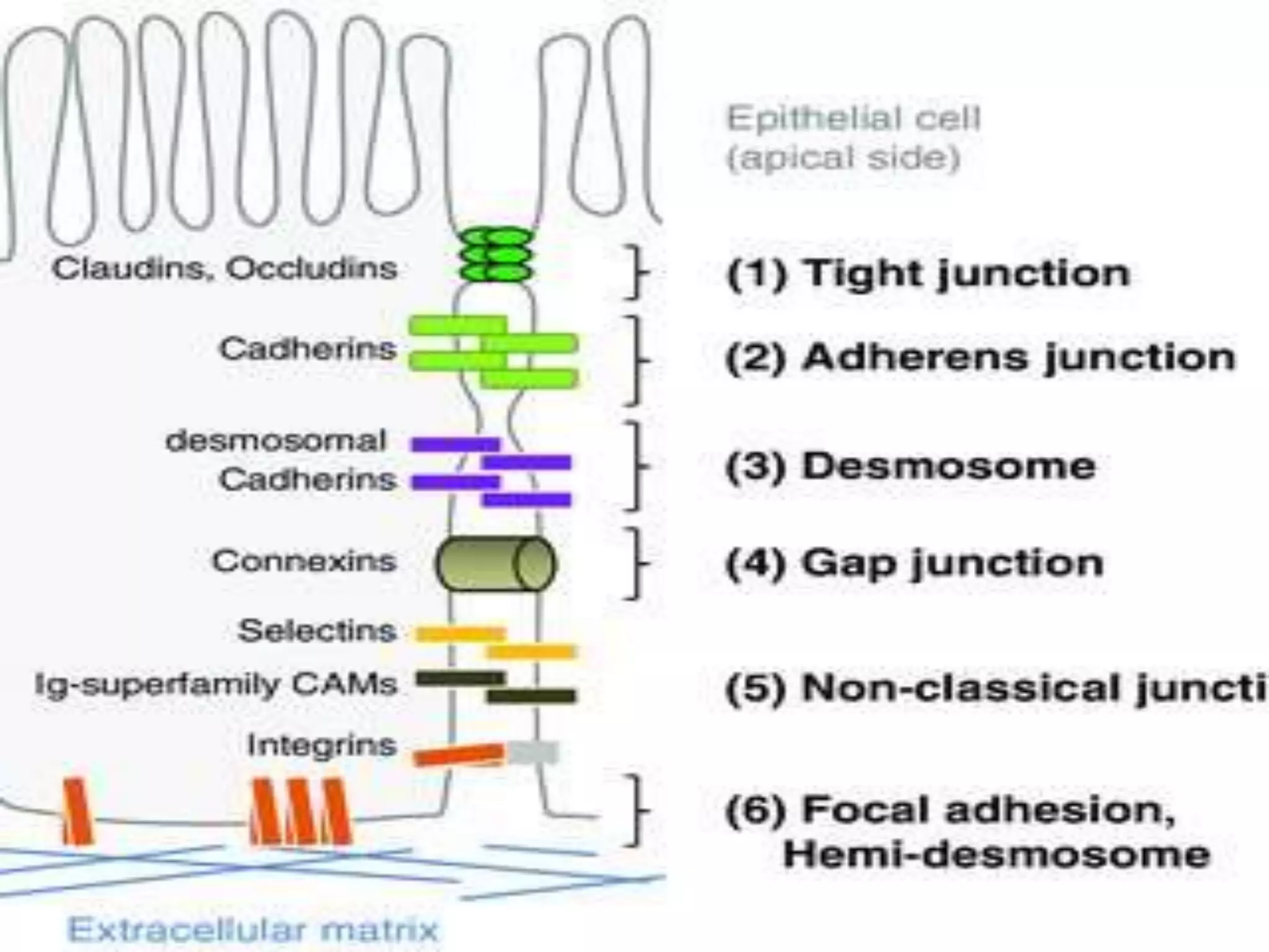 Intracellular junction ppt | PPTX
