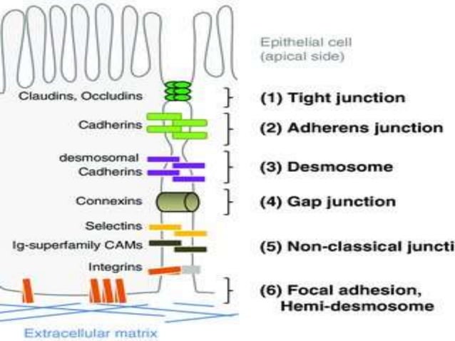 Intracellular junction ppt | PPTX | Genetics | Science