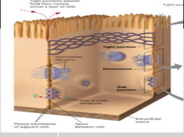 Intracellular junction ppt | PPTX | Genetics | Science