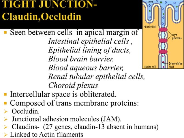 Intracellular junction ppt | PPTX | Genetics | Science