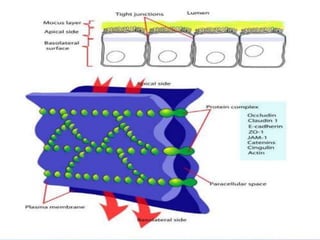 Intracellular junction ppt | PPTX