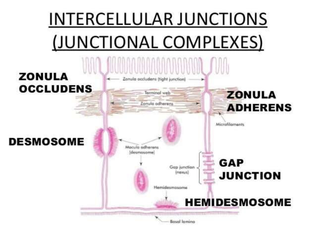 Intracellular junction ppt | PPTX | Genetics | Science