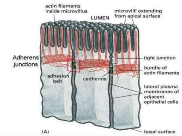 Intracellular junction ppt | PPTX | Genetics | Science