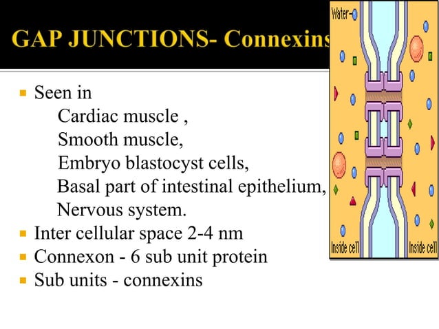 Intracellular junction ppt | PPTX | Genetics | Science